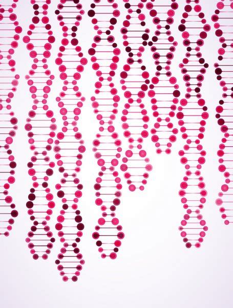 Structure Of The Dna Molecule Stock Vector Image By ©palau83 35318035