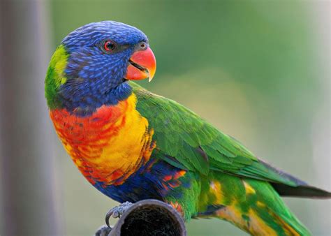 100 무료 무지개 앵무새 And 앵무새 이미지 Pixabay