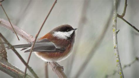 Top 33 Backyard Birds In Oregon Free Id Charts