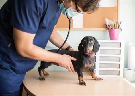 Prostate Cancer In Dogs Causes Symptoms And Treatments