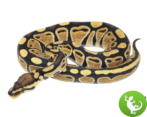 Best Spark Ball Python Ultimate Reptile 2025