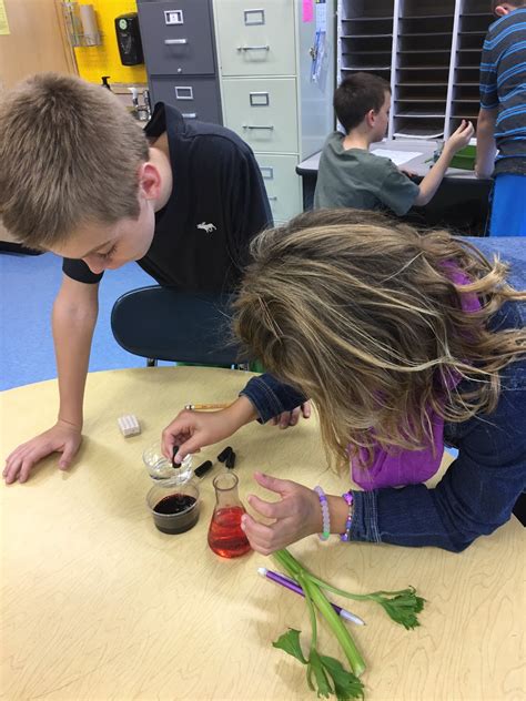Mrs Eason S Classroom Vascular Vs NonVascular Plants