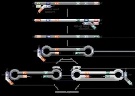 Loop Mediated Isothermal Amplification Neb