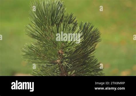 Dwarf Pine Tree Stock Videos And Footage Hd And 4k Video Clips Alamy