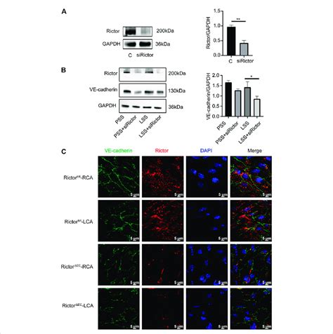 Rictor Downregulation Reduced Ve Cadherin Expression And Its Membrane