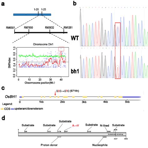 Primary Mapping And The Mutmap Assay Of Brown Hull1 Bh1 A Ssr Download Scientific Diagram