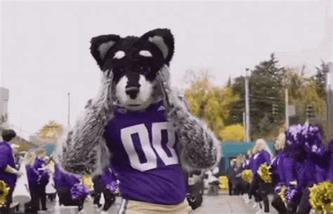 Washington Huskies Go Dawgs  Washington Huskies Go Dawgs Harry The