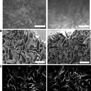 Porous Morphology Of MA HPC Sponge Scaffolds A Wide Field Optical Download Scientific Diagram