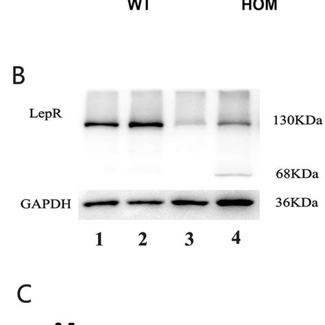 Detection Of Lepr Mrna And Protein Levels In Ovarian Tissue Extracts Of Download Scientific