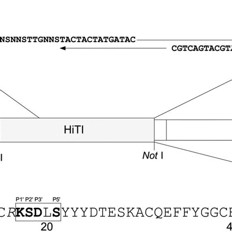 Construction Of Hiti Combinatorial Library Into The Phagemid Pcantab
