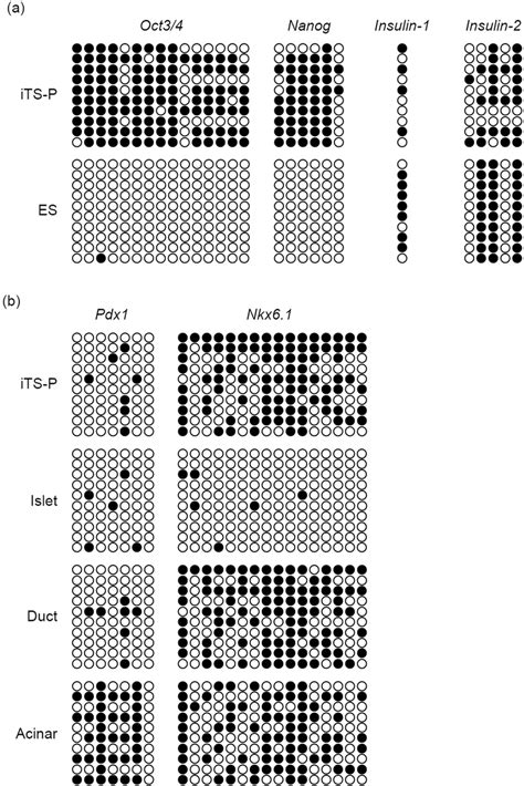 Bisulfite Genomic Sequencing A Bisulfite Genomic Sequencing Of The Download Scientific