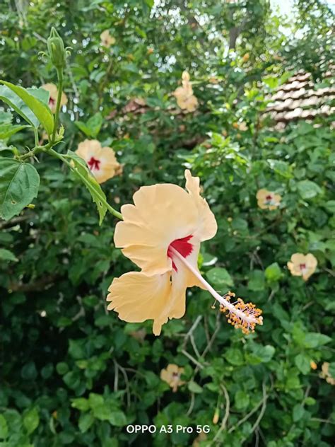 Kelebihan Dan Kekurangan Oppo A Pro G