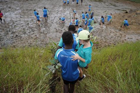 Mangrove Reforestation Project Uwc Sustainability