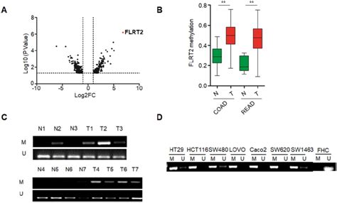 Abnormal Flrt2 Gene Methylation In Crc Tissues And Cell Lines A