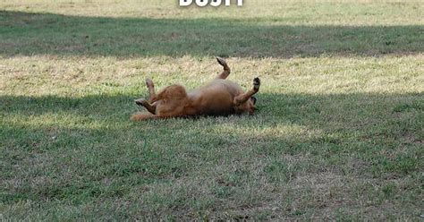 Dusty Having A Scratch Album On Imgur