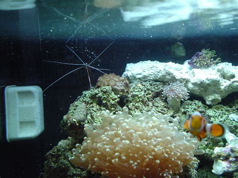 Upper Community Photos Nano Reef Community