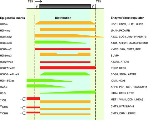 The Patterns Of Distributions Of Chromatin Marks In Expressed Genes And Download Scientific