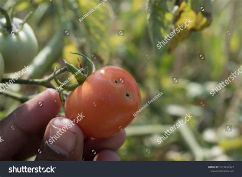 Tomato Pest Over Royalty Free Licensable Stock Photos Shutterstock