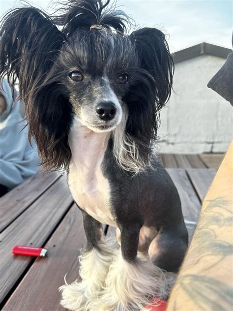 👾 R Chinesecrested