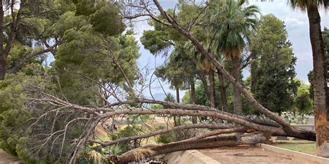 Storm Knocks Down Several Trees At Tucson Cemetery R Tucsonnews