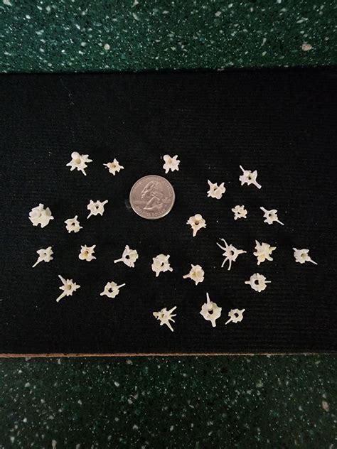 Python Snake Vertebrae Small Spine Lot Of 25 Etsy
