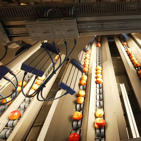 Peach Grading Machine Every Peach Counts Ellips Elisam