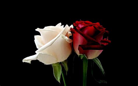 Cool Rose Wallpapers On Wallpaperdog