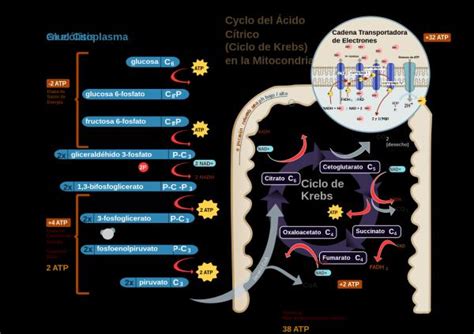 Respiración Celular Qué Es Etapas Y Tipos Resumen