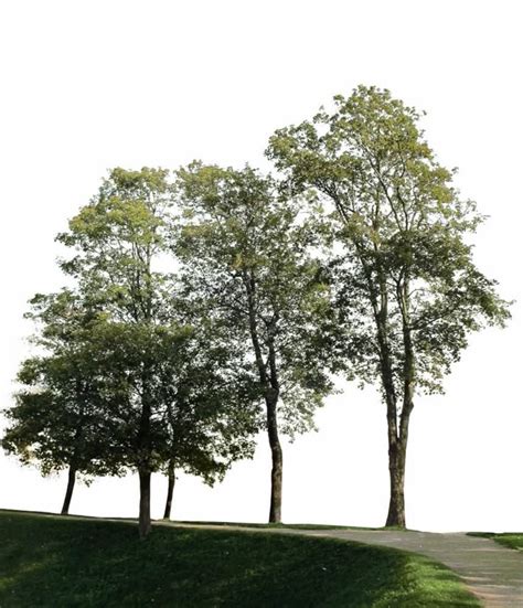 Большая группа деревьев вырез деревья Landskab