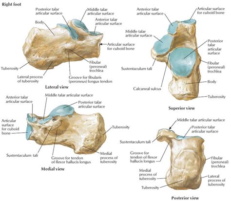 Calcaneus