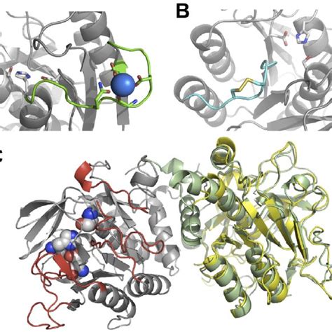 Structural Features Of Selected Donor Subtilisins A The Additional Download Scientific