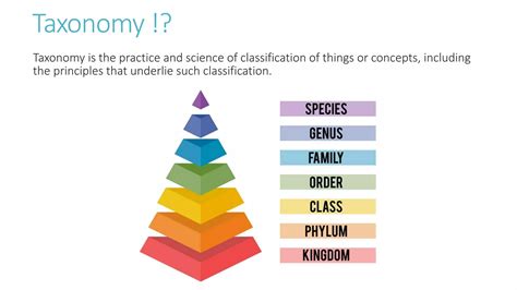 Database Taxonomy Pptx