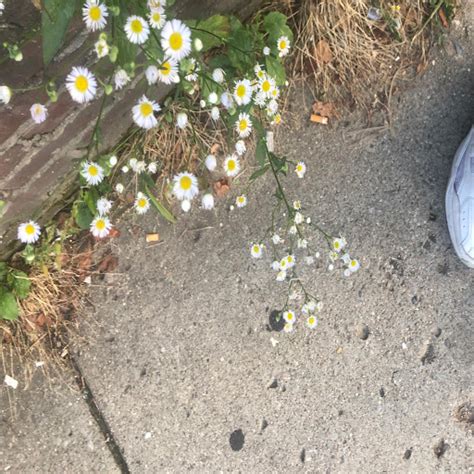 Identity Youtube Music