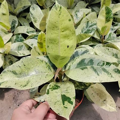 Ficus Elastica Shivereana