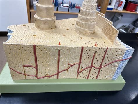 bone tissue model diagram quizlet