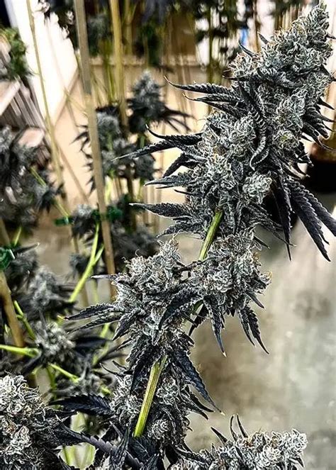 Drip Station Cannabis Strain Information Growdiaries