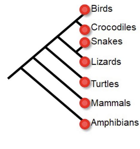 Lect What Are Phylogenies Flashcards Quizlet