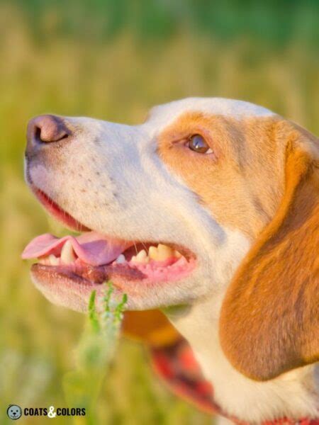 Beagle Coat Colors Coats And Colors