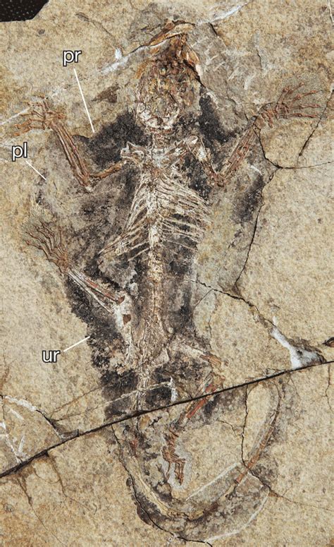 Paulchoffatia Niptomomys Carpolestes And Arboroharamiya