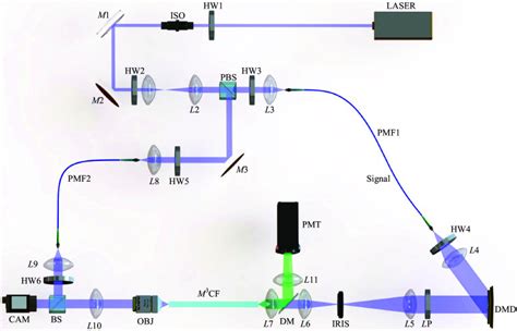 Advancing The Path To In Vivo Imaging In Freely Moving Mice Via Multimode Multicore Fiber Based