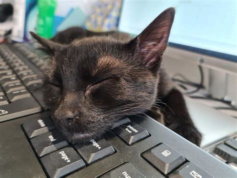 Shes Too Cute R Catsonkeyboards