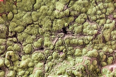 식품 과일 배율에 곰 팡이 매크로 녹색 금형의 그늘과 자연 금형 배경 0명에 대한 스톡 사진 및 기타 이미지 0명 가리기 건강하지 못한 생활방식 Istock