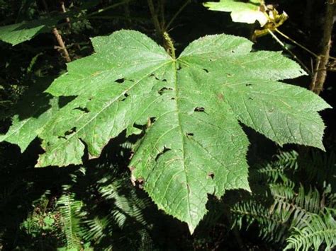 Practical Plant Identification For Hikers Your Adventure Coach
