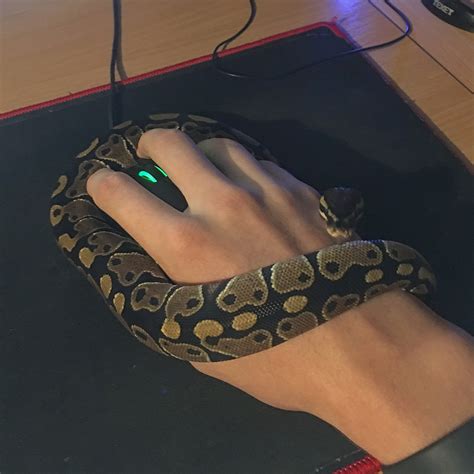 Thats My Mouse R Ballpython