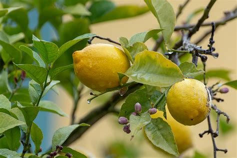 잘 익은 노란색 레몬 비에 물 방울나무에 매달려 열대 감귤류 0명에 대한 스톡 사진 및 기타 이미지 0명 감귤류 과일 계절 Istock