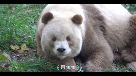 大熊猫七仔 仔啊，你在打什么主意呢？眼珠子转来转去的 Youtube