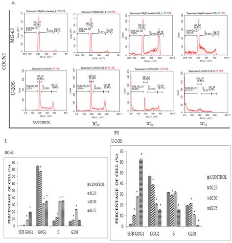 A Cell Cycle Histogram Analysis For Mg 63 And U 2os After Being