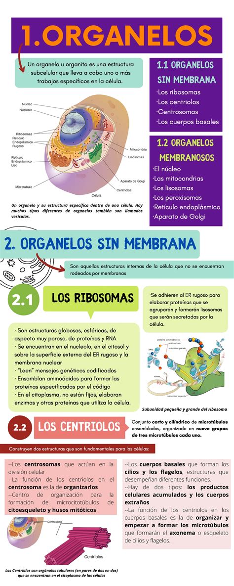 Tutorización Seres Vivos Sus Caracteristicas Universidad De