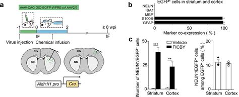 In Vivo Chemical Reprogramming Of Astrocytes Into Neurons Brainvta