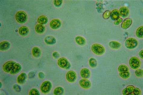 Chlorella Microscope